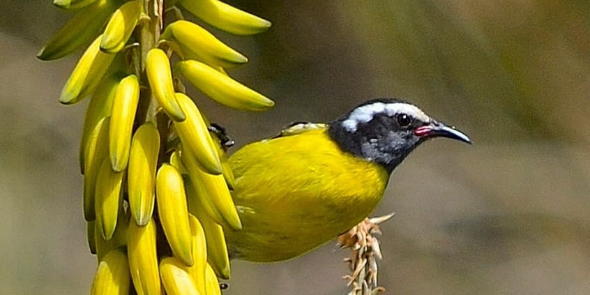 Bananaquit Conrad Hoover photo | St. Thomas Source