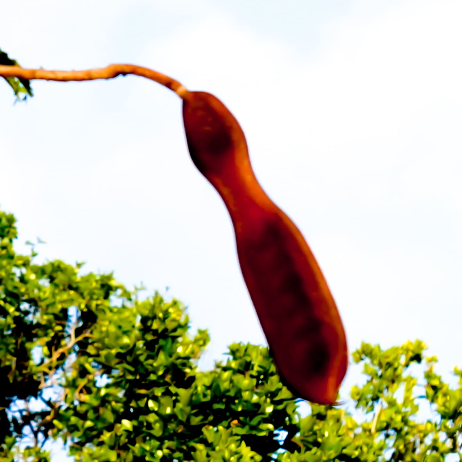 Did You Know Flamboyant Trees Are Originally From Madagascar? | St ...
