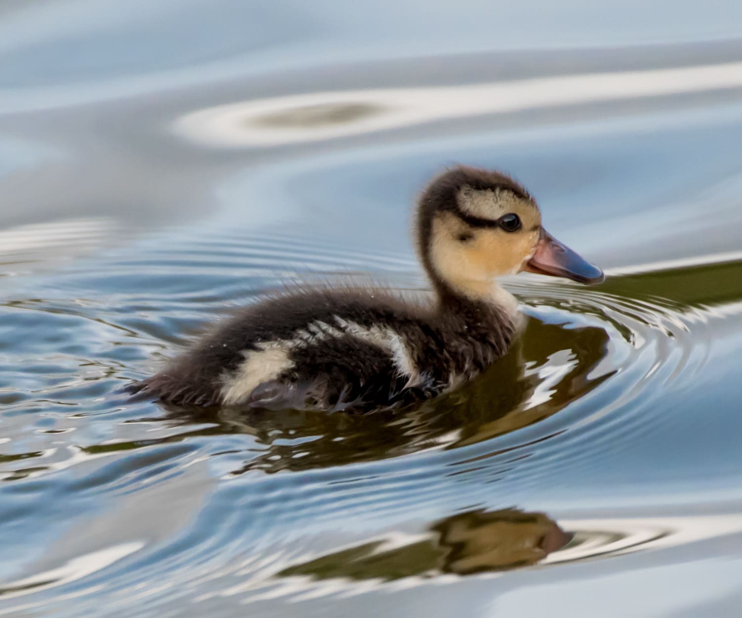 Baby Ducks Are Showing up in Virgin Islands Ponds | St. Thomas Source