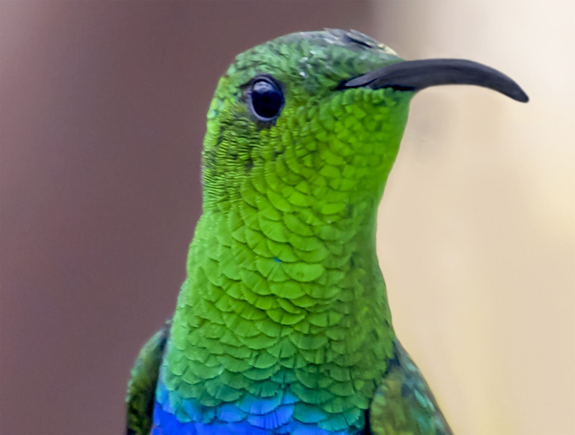 What Makes Hummingbirds Sparkle – And Why? | St. Thomas Source