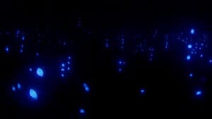 How the Sea Fireflies of the Caribbean are Shining New Light on ...