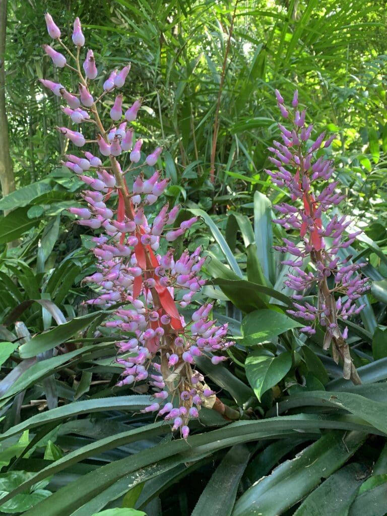 Phantasea Tropical Botanical Garden: St. Thomas’s Best-Kept Secret | St ...