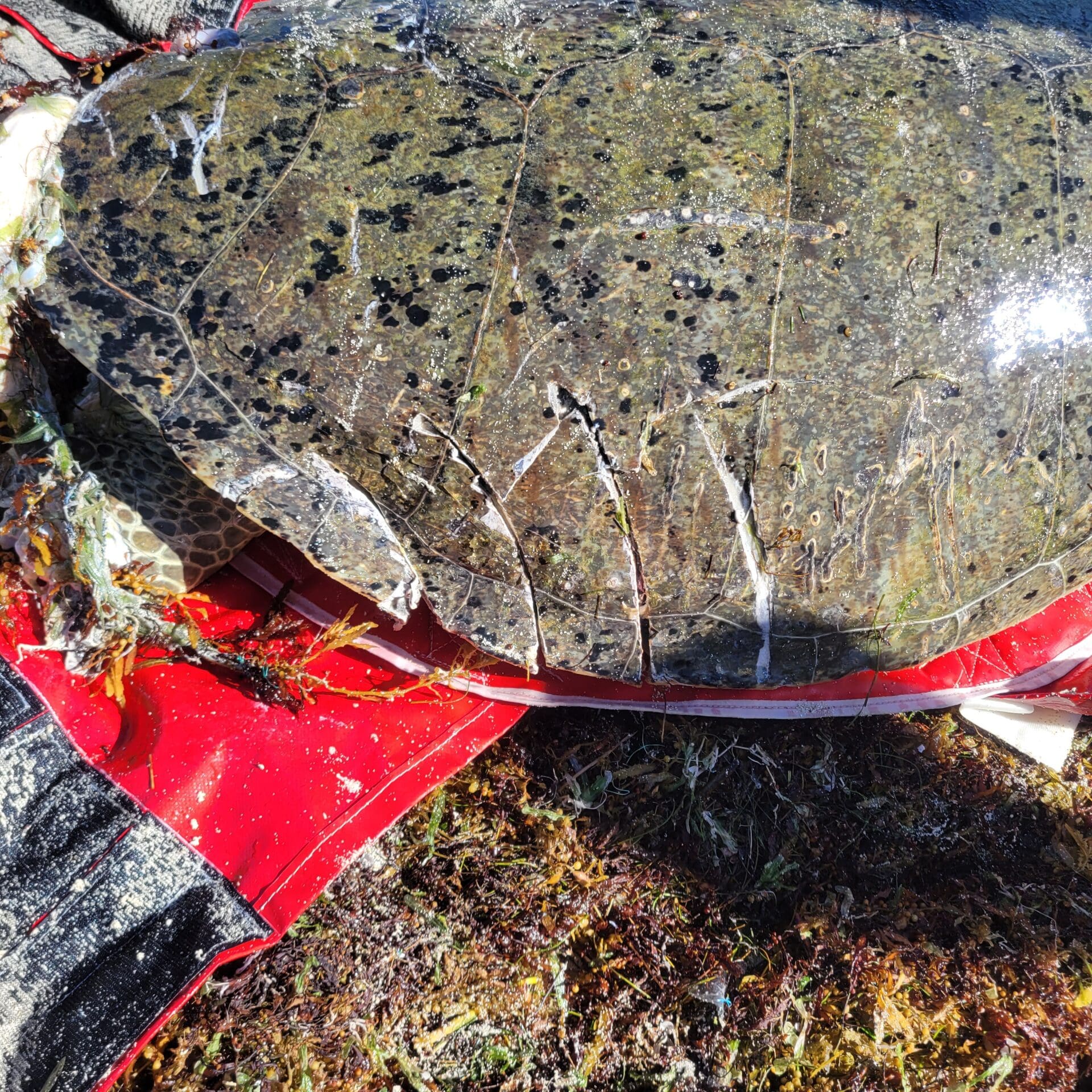 Open Forum: Dead Sea Turtle Signals a Need For Change on St. John | St ...