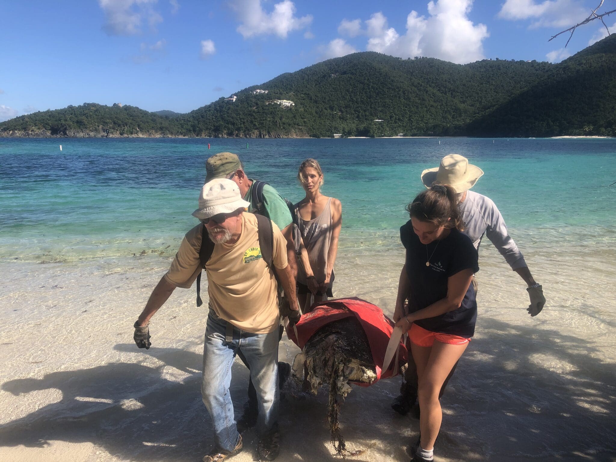 Humans Can Help Sea Turtles Survive | St. Thomas Source