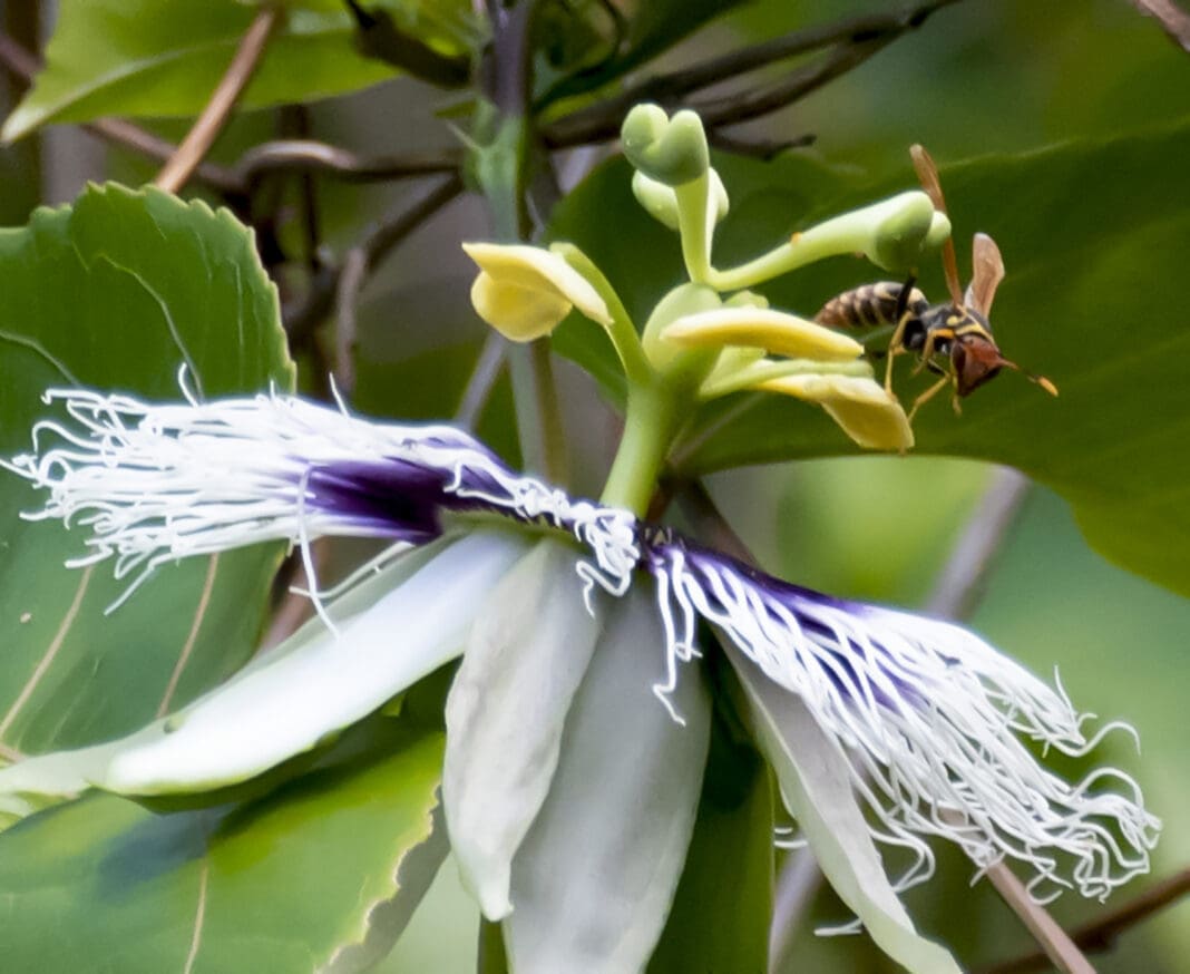 Steer Clear of Jack Spaniard Wasp Nests | St. Thomas Source