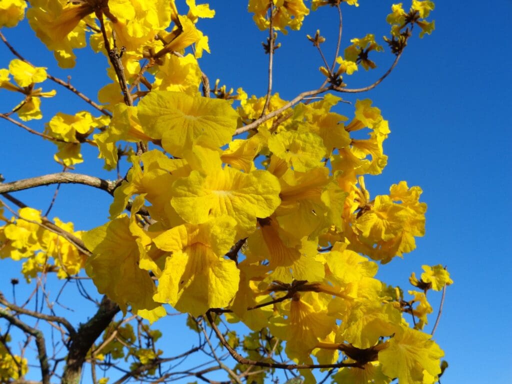 Trumpet Tree Ensemble: The Mama Leona Trilogy, Part 2 | St. Thomas Source