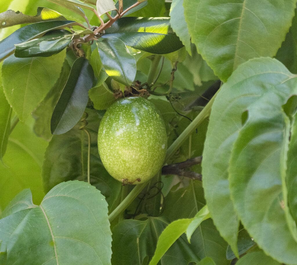 A Passion Fruit Vine Sweetens the Dry Season | St. Thomas Source