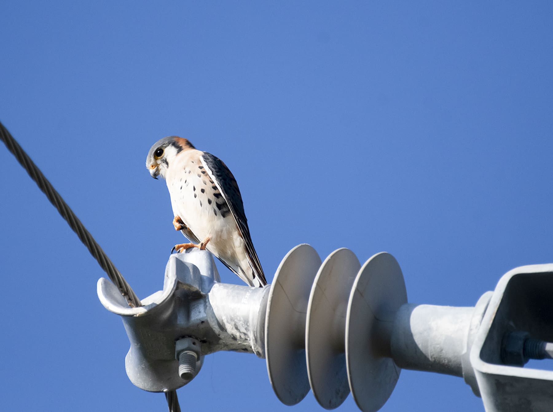Local Kestrels Are Adapting to the New Composite Utility Poles | St ...