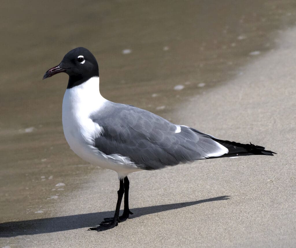 Why Do Laughing Gulls Come to the Virgin Islands for the Summer? | St ...