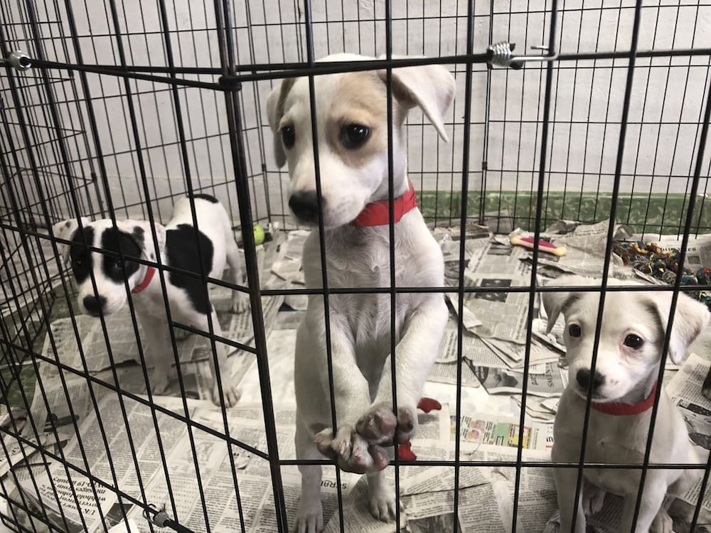 New Task Force Works to Strengthen Animal Cruelty Laws and Enforcement ...