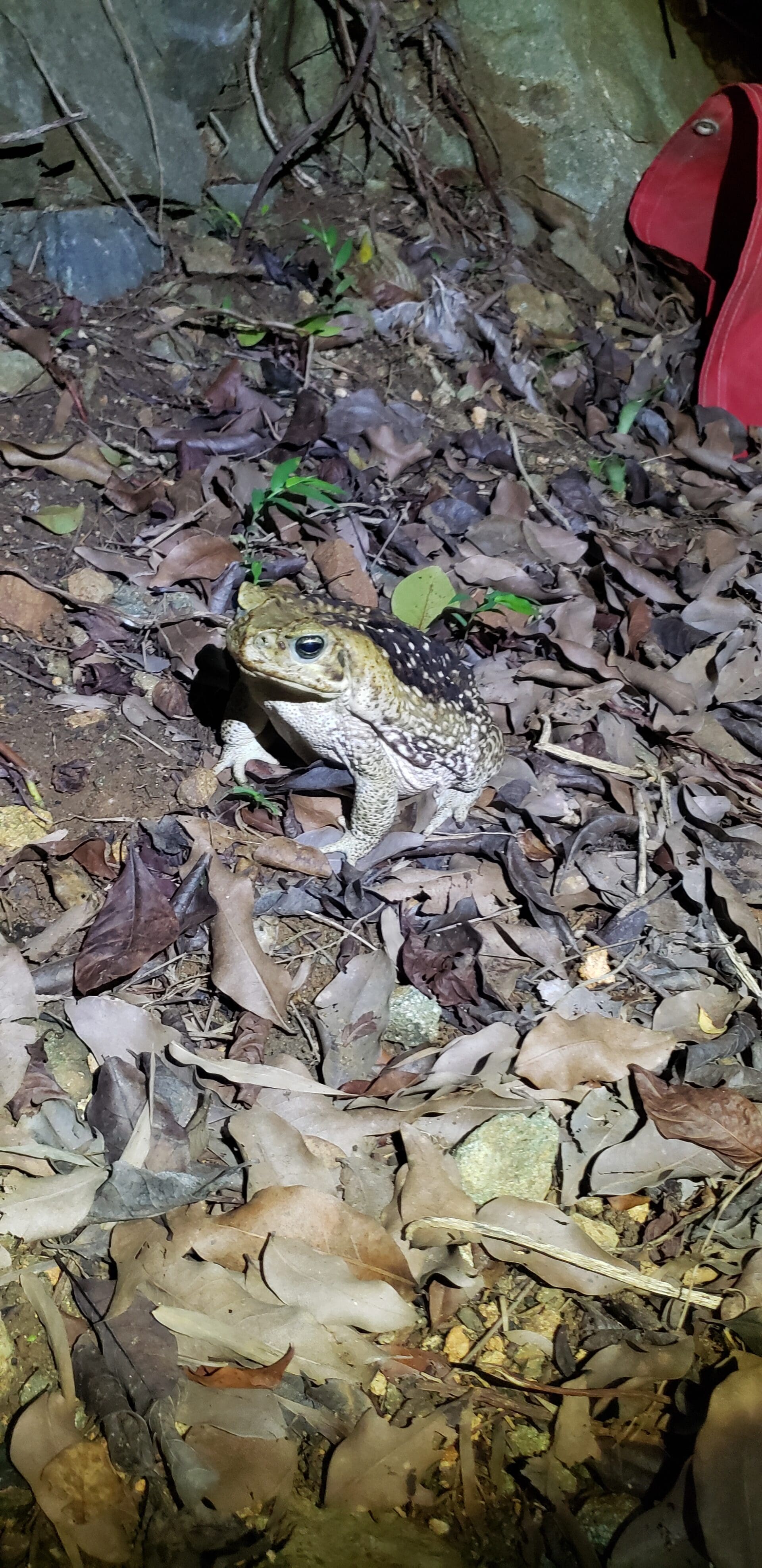 Frogs and Bats Abound on St. John | St. Thomas Source