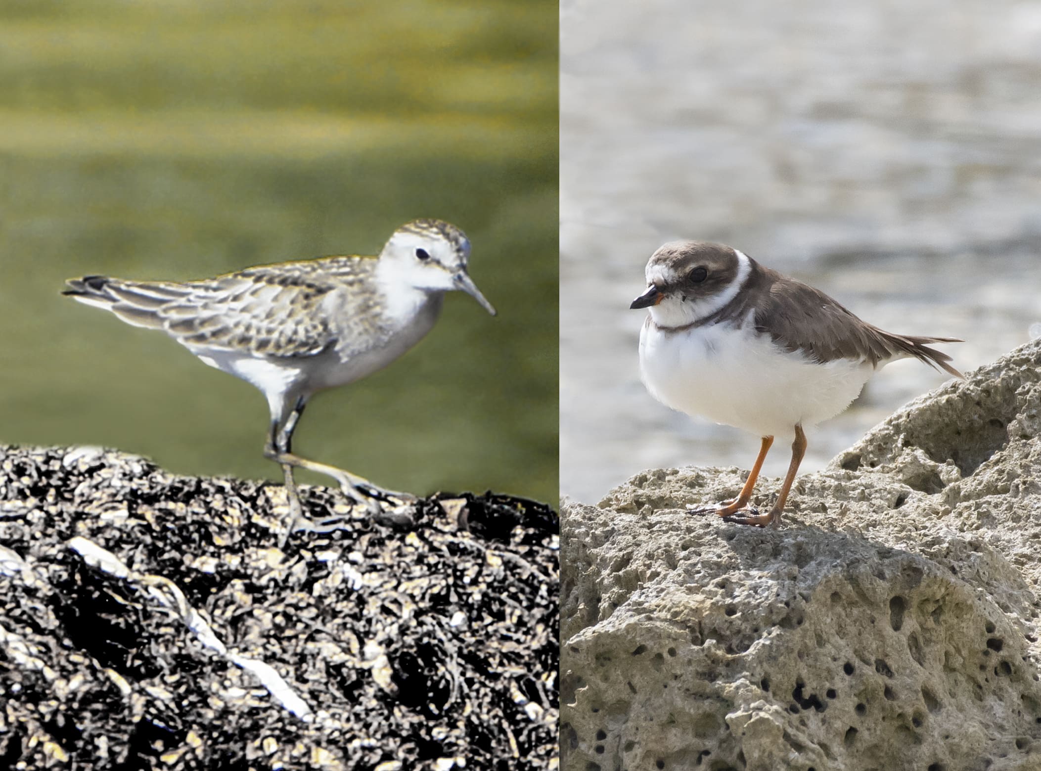 Semipalmated Sandpipers and Plovers Are Showing Up at Virgin Islands ...