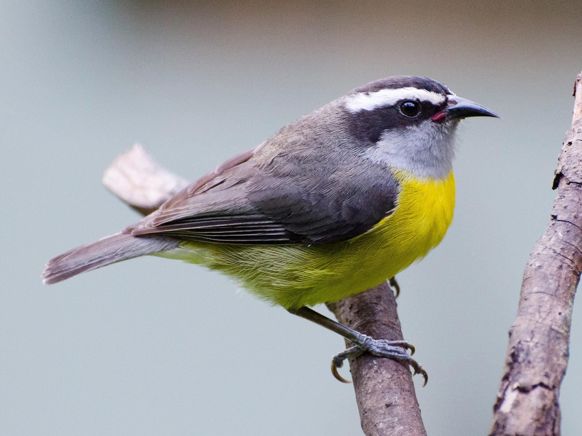 Op-Ed: Our National Bird and St. Croix’s Onetime Sugar Economy | St ...
