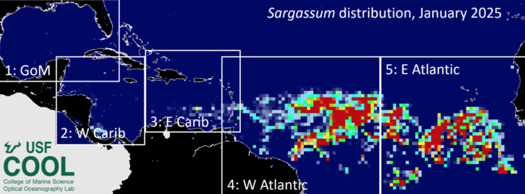 2025 Could See a Surge in Sargassum Seaweed Across the Region | St ...