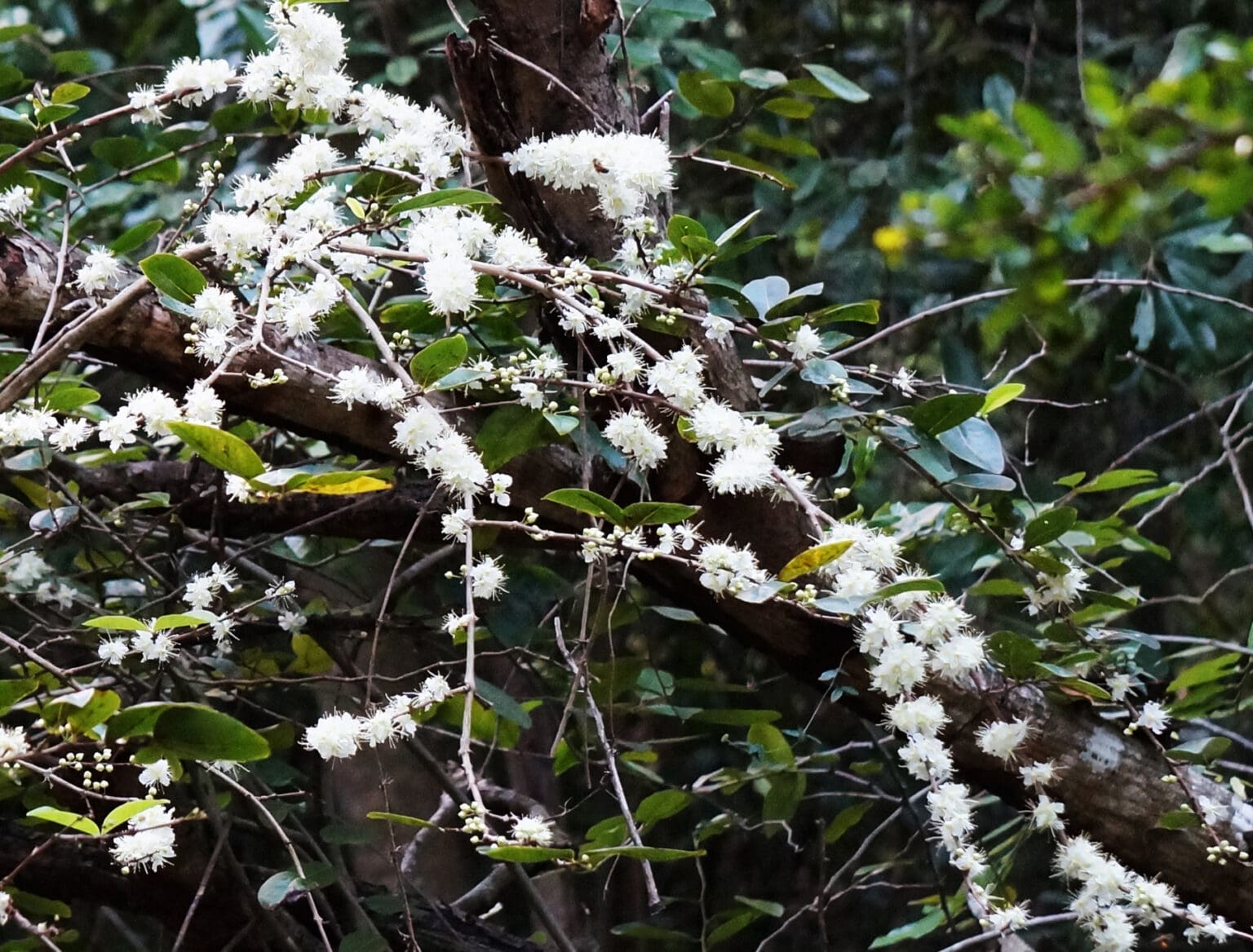 March Showers Brought Sweet Flowers from Native Trees | St. Thomas Source