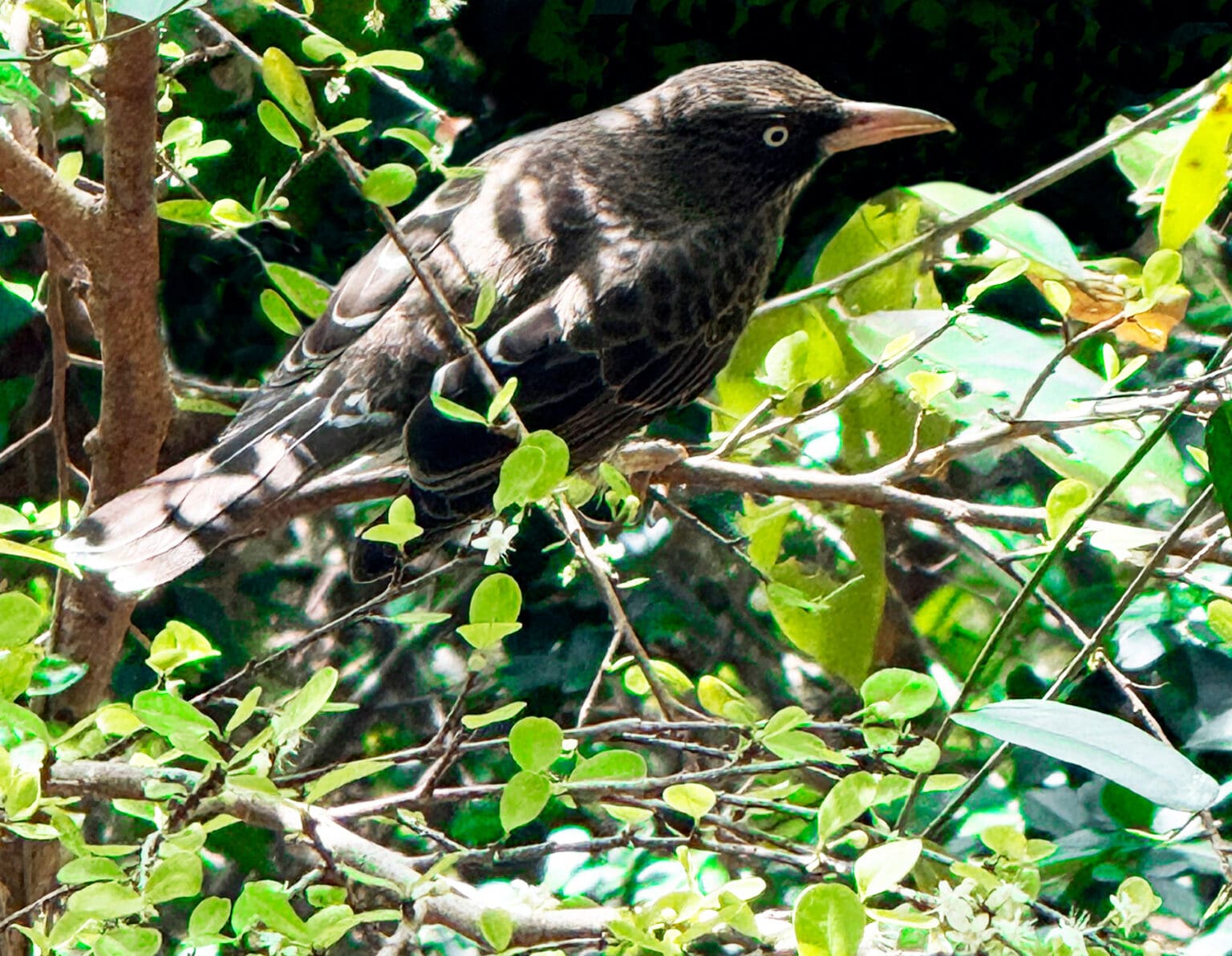March Showers Brought Sweet Flowers from Native Trees | St. Thomas Source