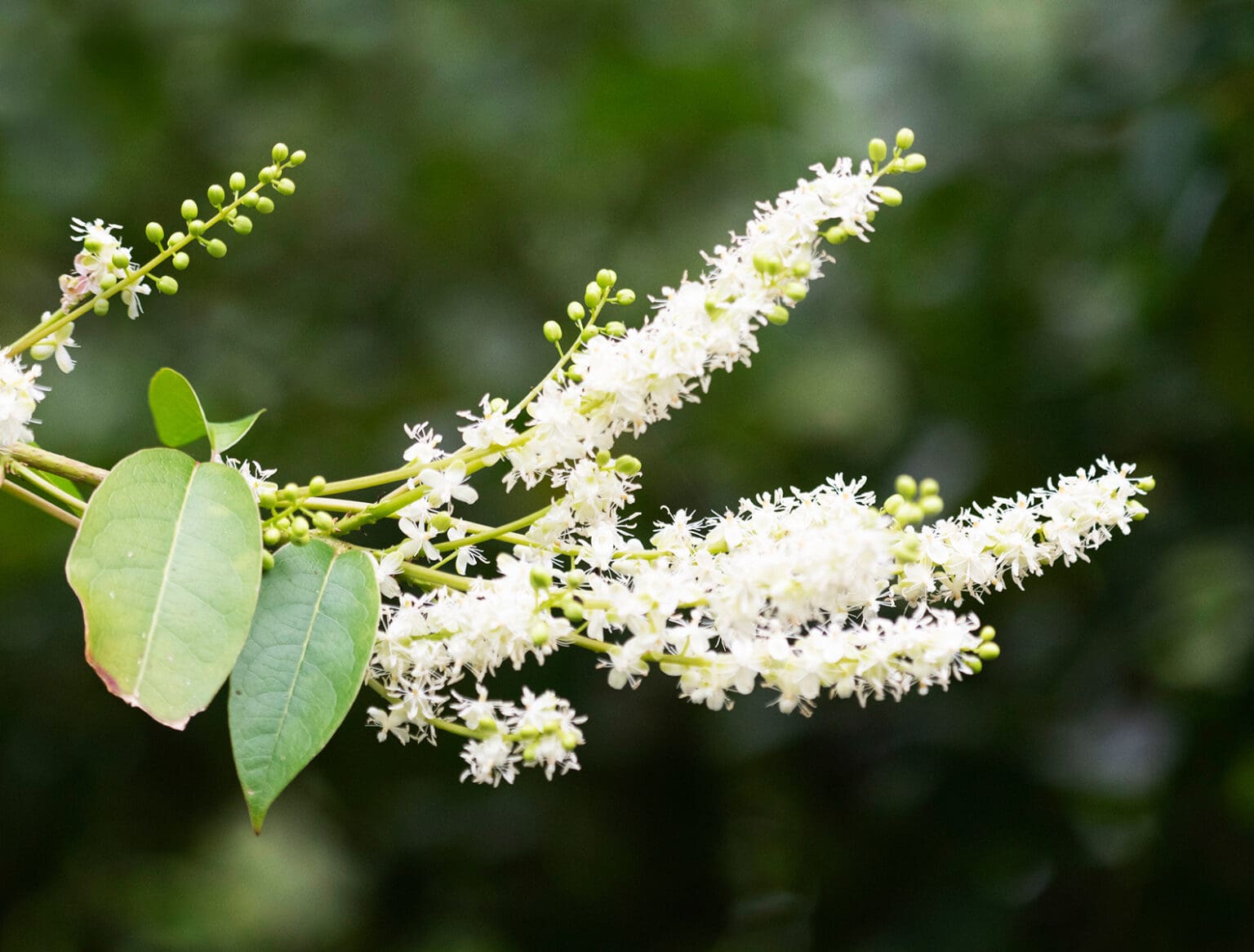 March Showers Brought Sweet Flowers from Native Trees | St. Thomas Source