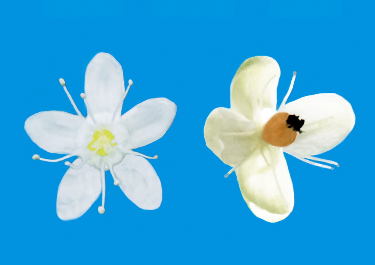 March Showers Brought Sweet Flowers from Native Trees | St. Thomas Source