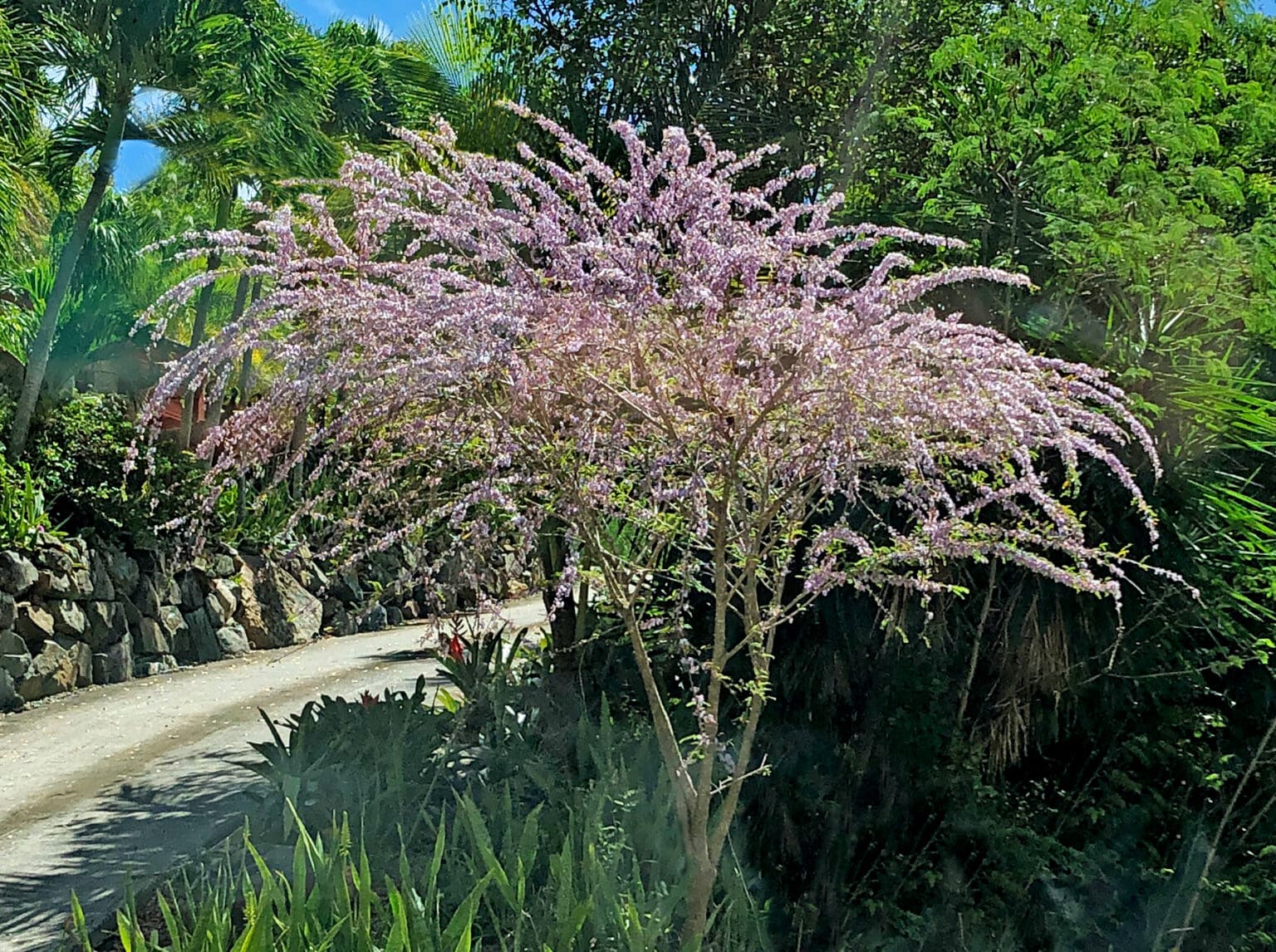 March Showers Brought Sweet Flowers from Native Trees | St. Thomas Source