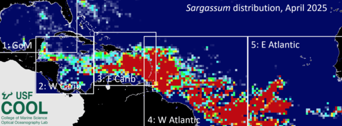 Record Sargassum Levels Reported in April; More Growth Expected in May ...