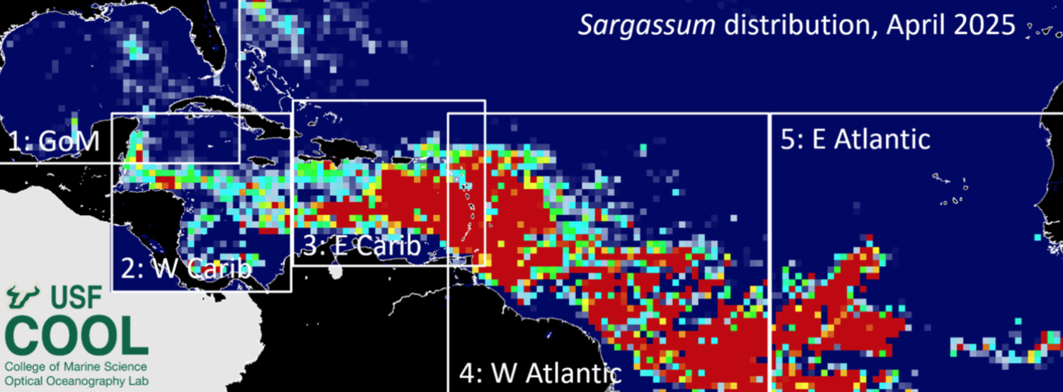 Record Sargassum Levels Reported in April; More Growth Expected in May ...