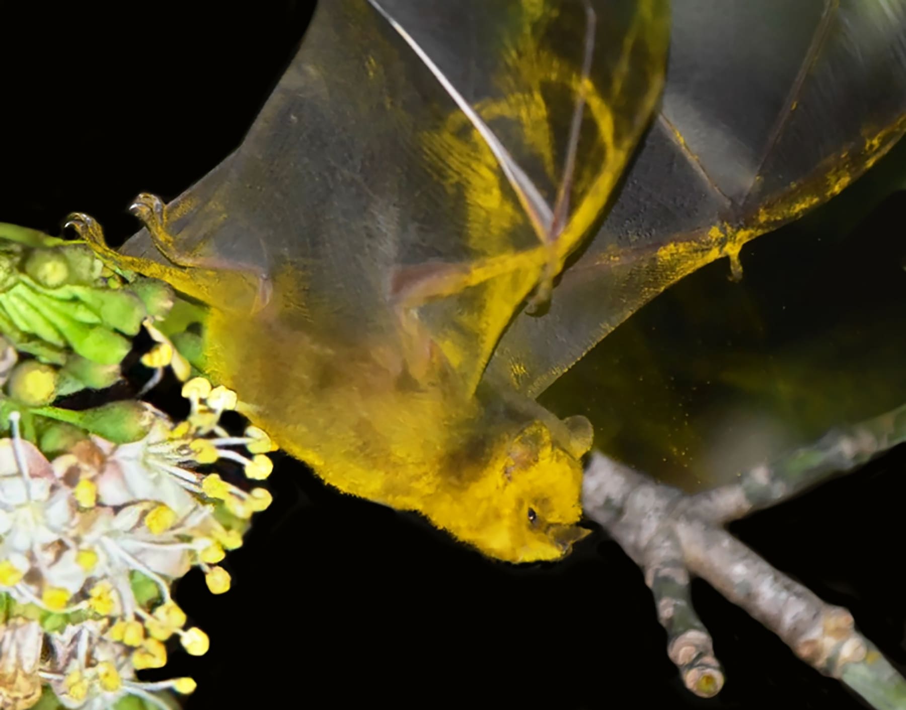 Amazing to Witness the Pollination of a Kapok Tree | St. Thomas Source