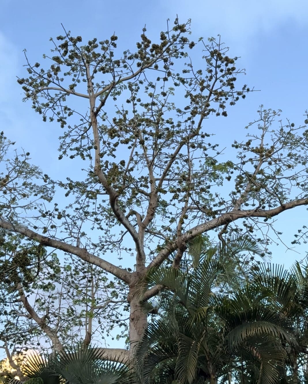 Amazing to Witness the Pollination of a Kapok Tree | St. Thomas Source