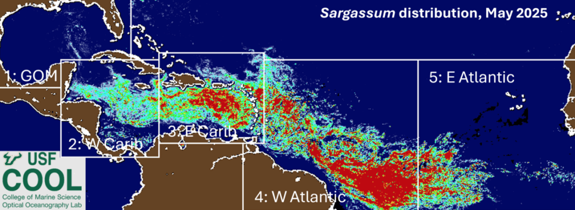 Caribbean Sargassum Reaches Historic Abundance in May; More Seaweed ...