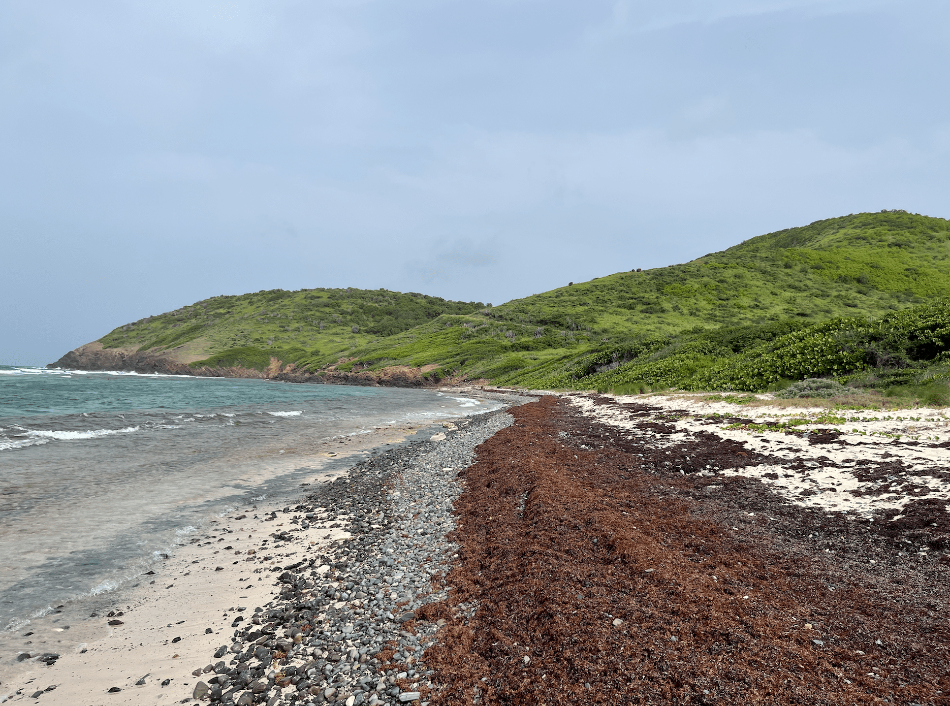 Caribbean Sargassum Reaches Historic Abundance in May; More Seaweed ...