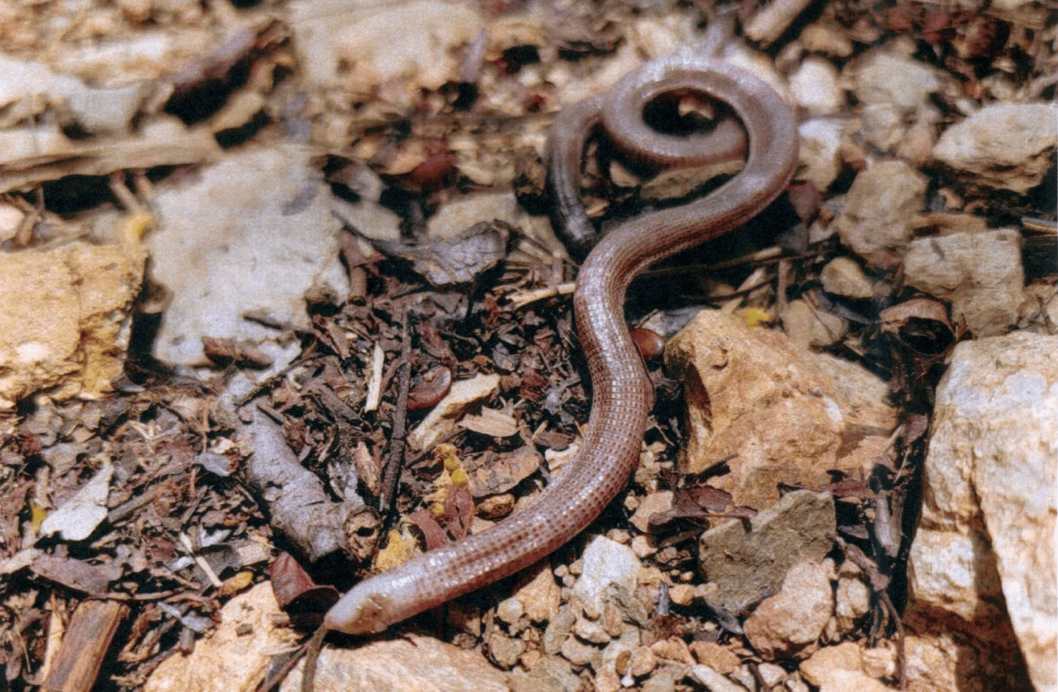 Op-Ed: Legless Lizard is a Rarely Seen Native | St. Thomas Source