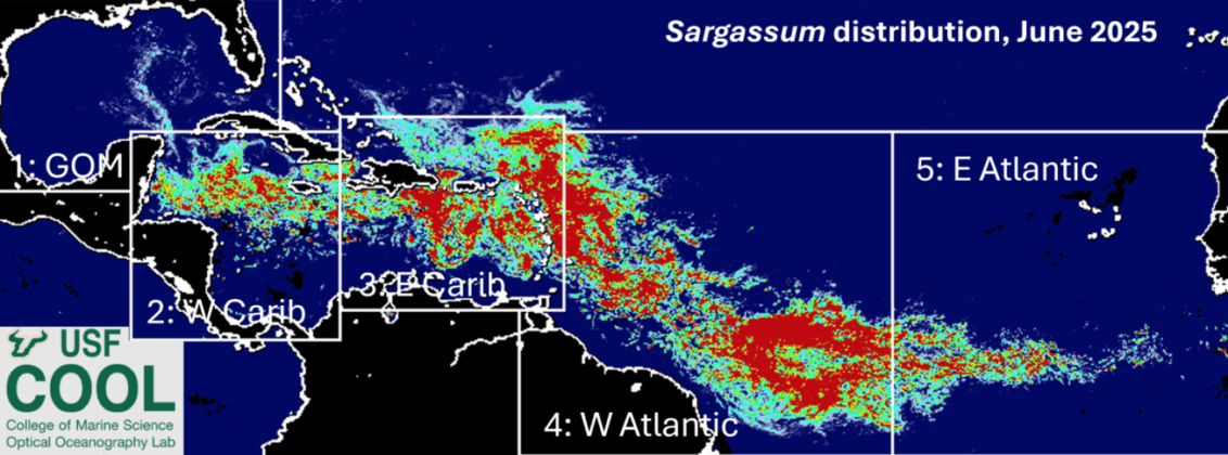 Sargassum Levels Stay High in Caribbean as Growth Slows in Some Regions ...