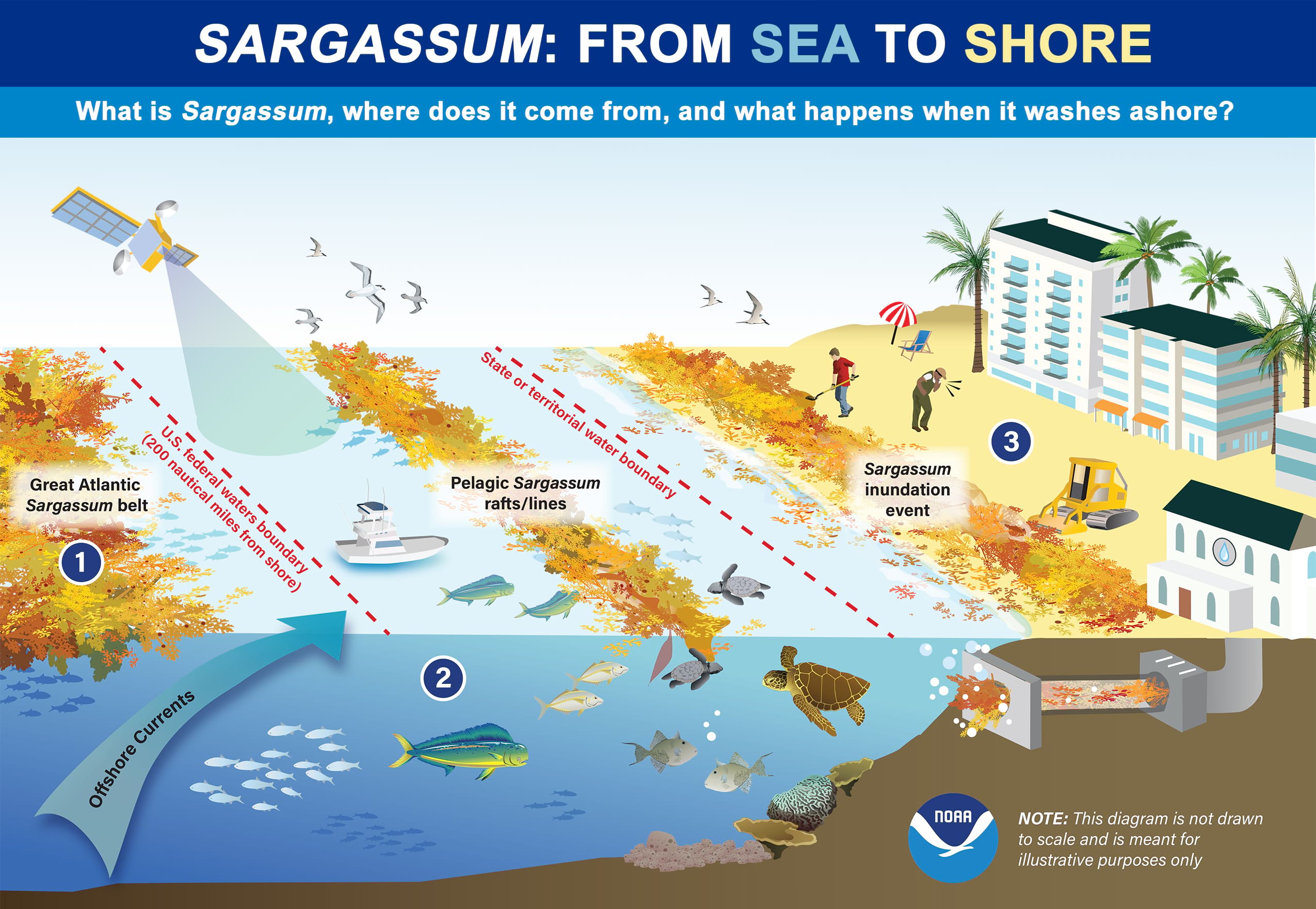 Sargassum Solutions: USVI Uses Barriers To Divert Seaweed as ...