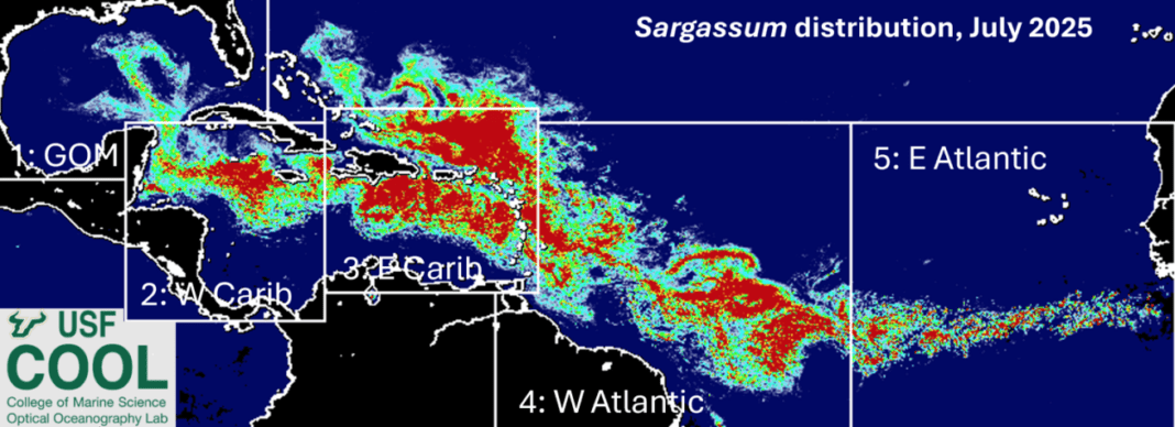 Sargassum Solutions: USVI Uses Barriers To Divert Seaweed as ...