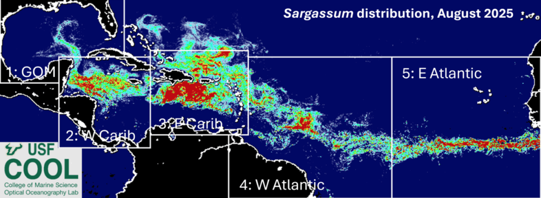 Sargassum Levels Decrease, But Inundation Threat Lingers Across USVI ...