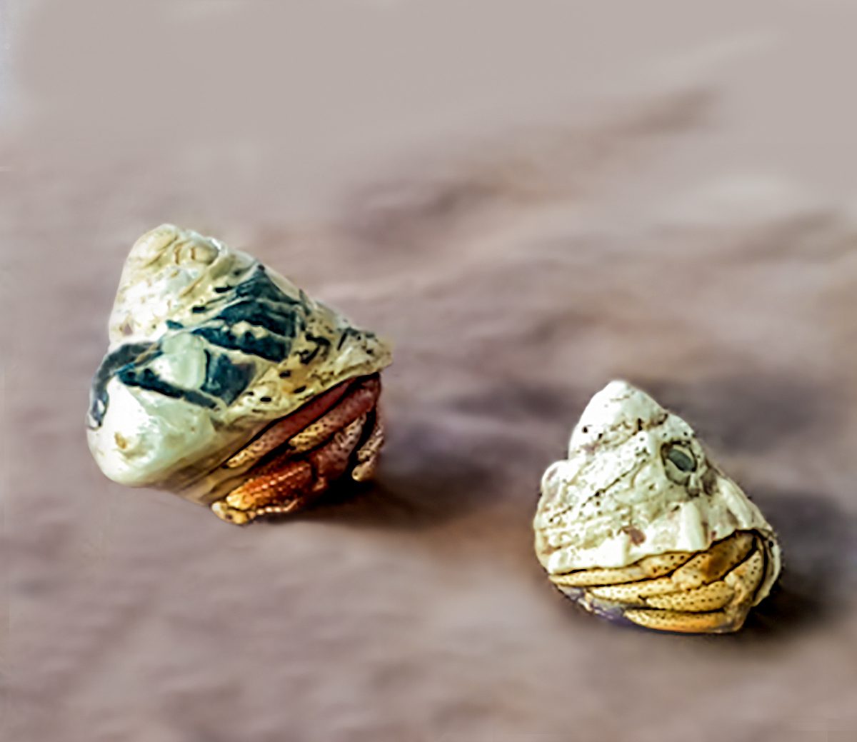 Why Don’t Hermit Crabs Make Their Own Shells? | St. Thomas Source