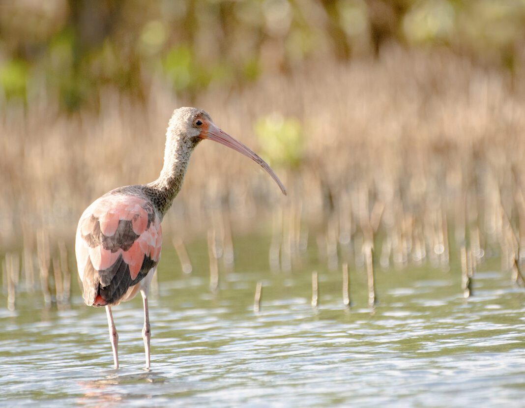 A Scarlet Ibis Family in the Fish Bay Pond on St. John! | St. Thomas Source