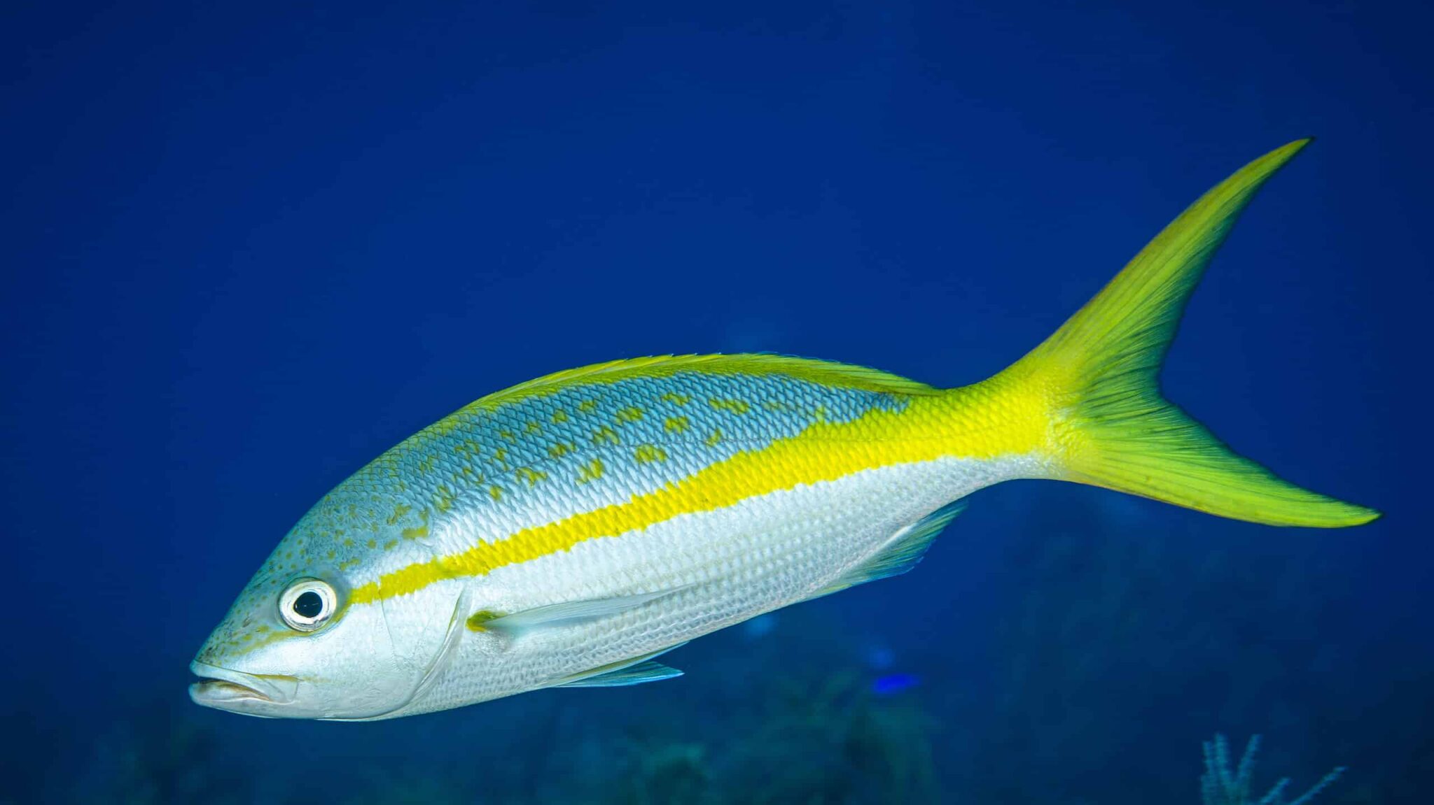New Rules to Protect Yellowtail | St. Thomas Source
