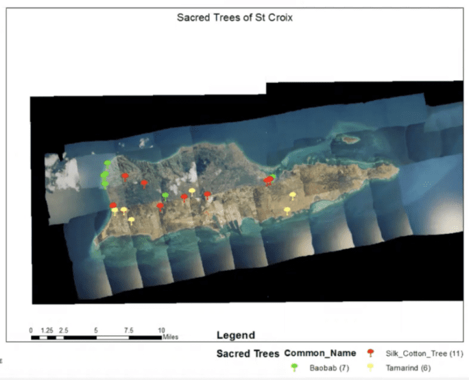 Sacred trees of St. Croix | St. Thomas Source