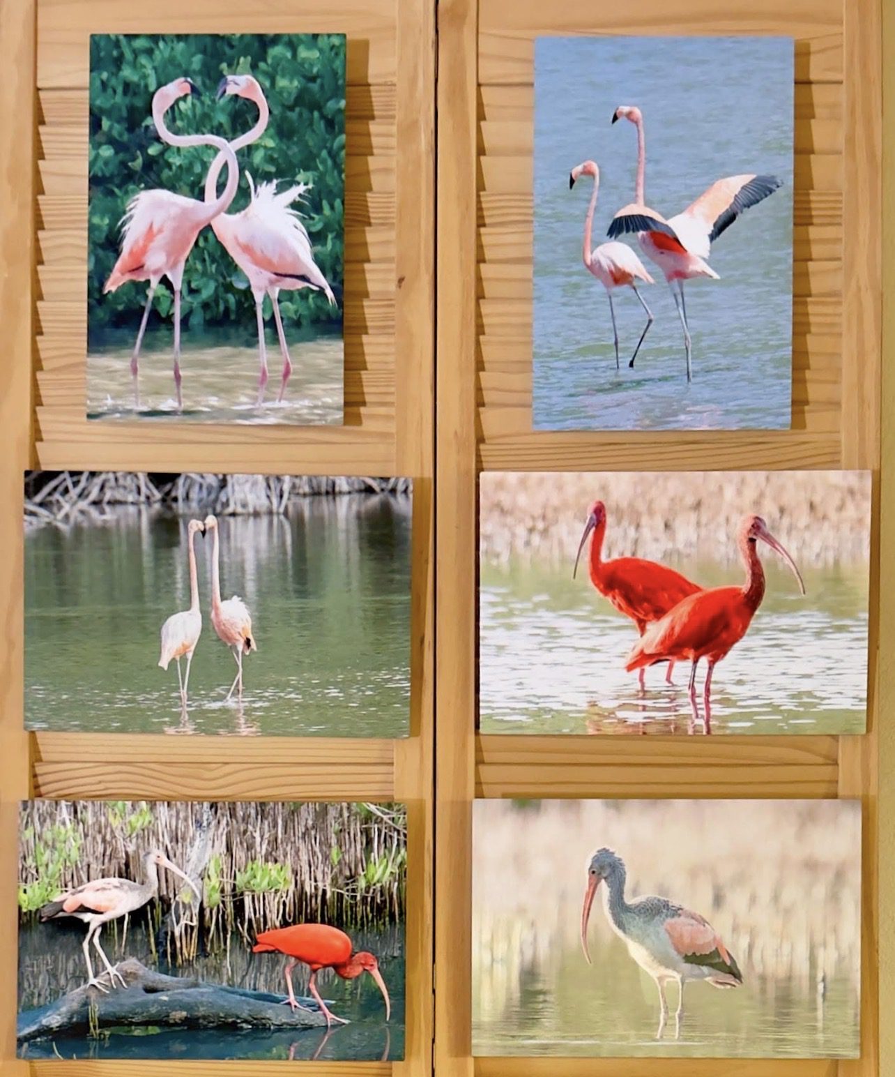 Local Audubon Club Invites Artists to Show Their Bird Art on St. John ...
