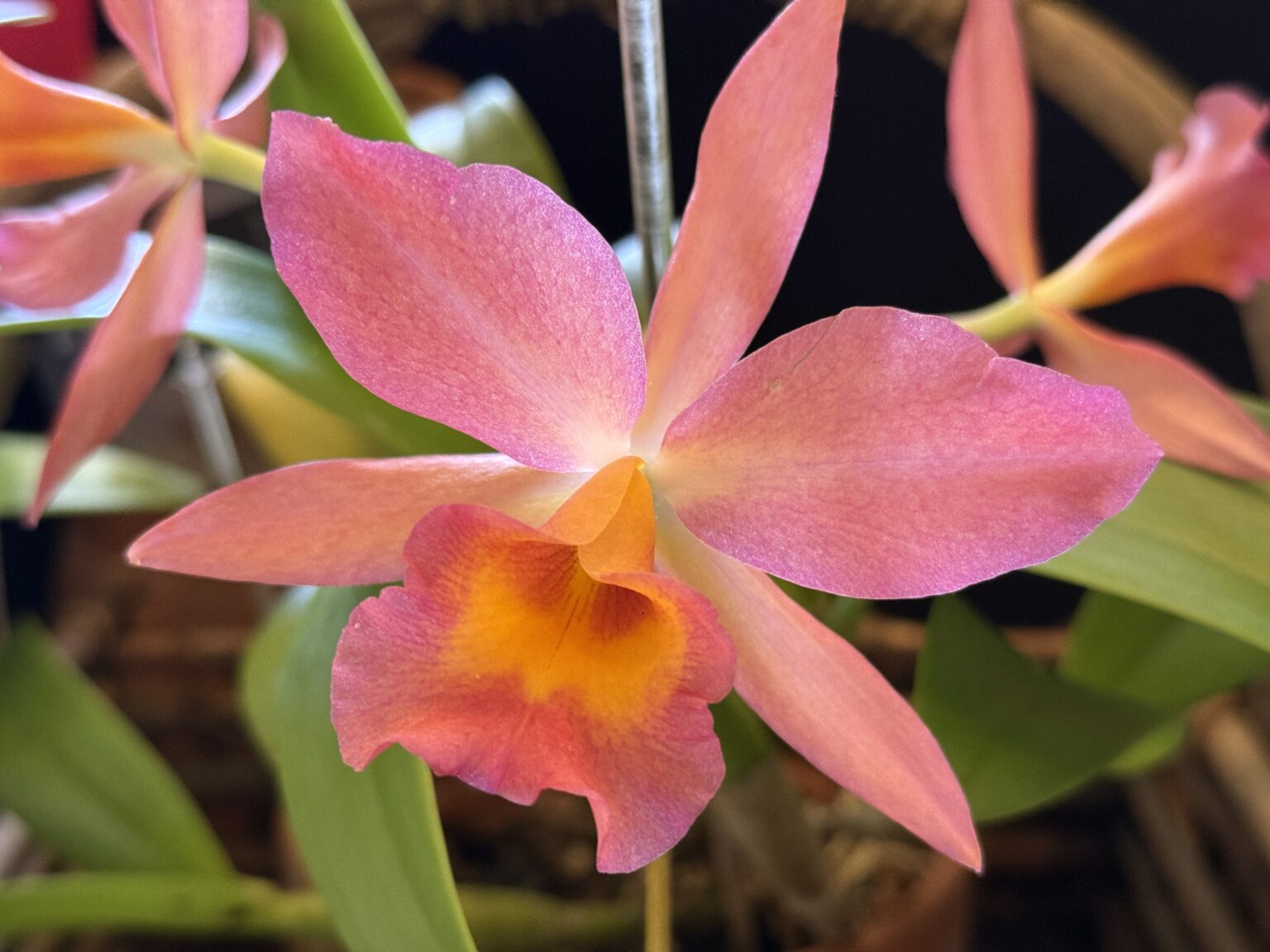 Orchids for All Seasons: A Celebration in Brilliant Color for Orchid ...