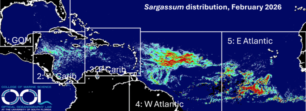 Sargassum Update: USF Reports Elevated February Seaweed Levels With ...