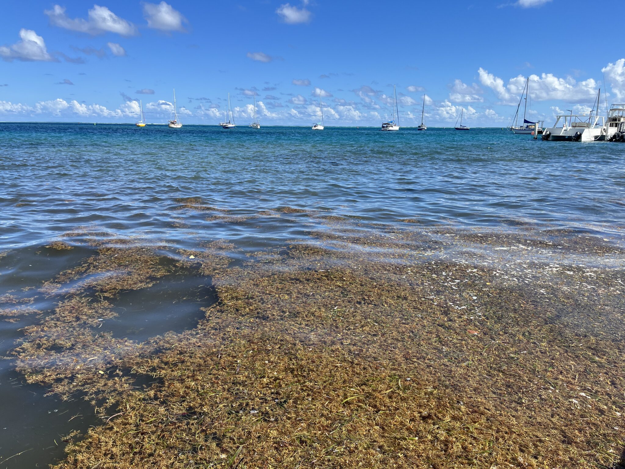 Growing Sargassum Across the Caribbean Could Bring More Seaweed to USVI ...