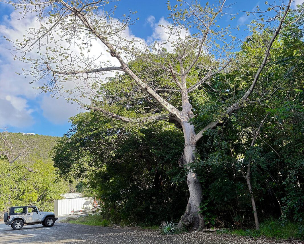 Kapok Trees Create a Community in a Lonely Caneel Bay Parking Lot | St ...