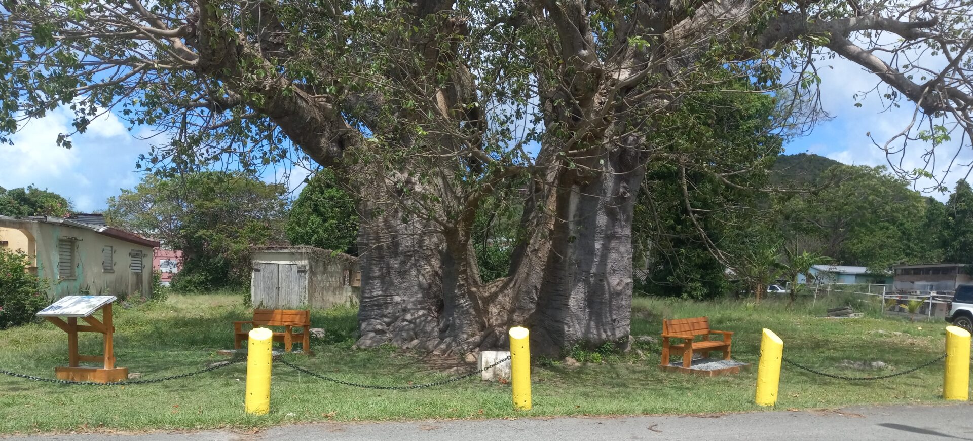 Op-Ed: Finally, Proper Recognition for St. Croix’s Historic Baobab Tree ...